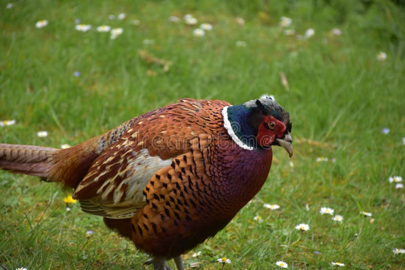 Ring Neck Pheasant Looking Down at the Grass Stock Photo - Image of ...