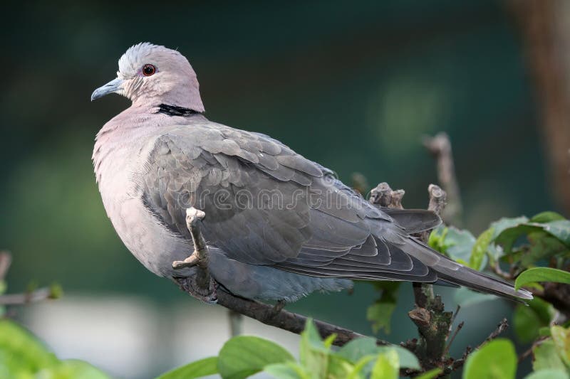 Ring-necked Dove stock image. Image of bird, neck, perched - 10135265
