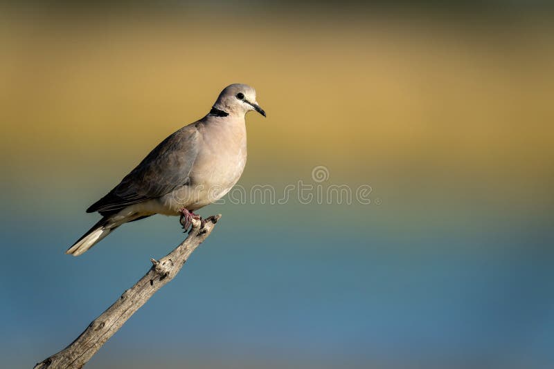 Ring-necked Dove on Branch in Golden Light Stock Image - Image of ...