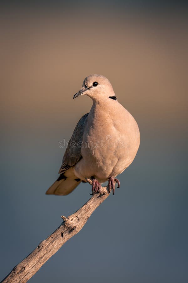 Ring-necked Dove on Dead Branch Cocking Head Stock Photo - Image of ...