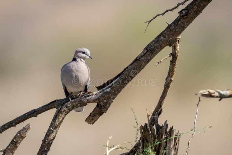 Ring-necked Dove on Dead Branch Turning Head Stock Image - Image of ...