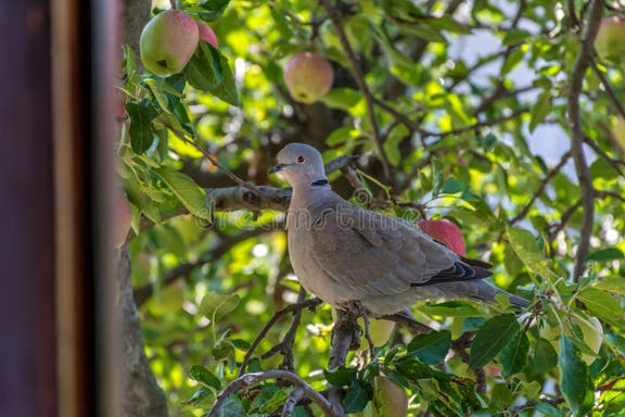 Ring-necked Dove Perched on an Apple Tree Stock Image - Image of dove ...