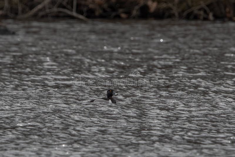 Ring-necked Duck Drake in the Water. Aythya Collaris Stock Image ...