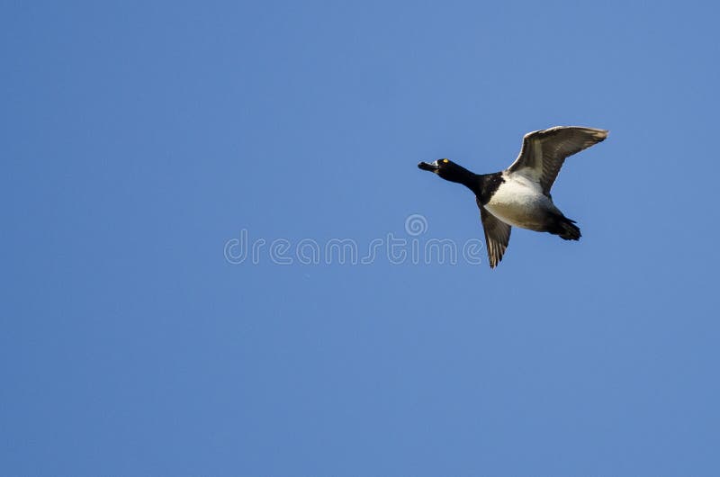 Ring-Necked Duck Flying in a Blue Sky Stock Photo - Image of waterfowl ...