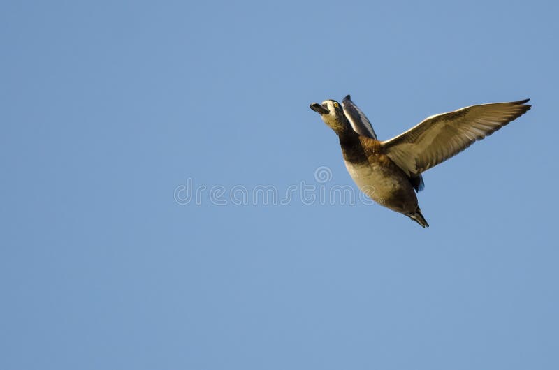 Ring-Necked Duck Flying in a Blue Sky Stock Photo - Image of clear ...