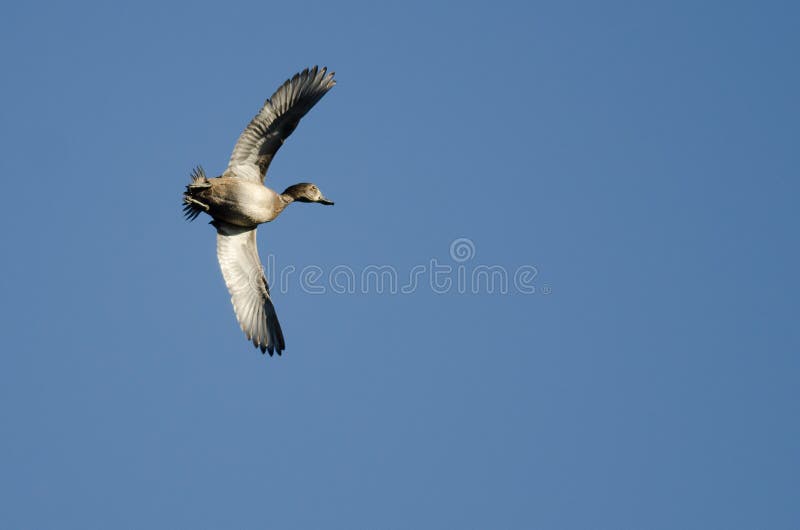 Ring-Necked Duck Flying in a Blue Sky Stock Photo - Image of animal ...