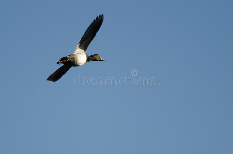Ring-Necked Duck Flying in a Blue Sky Stock Image - Image of wild ...