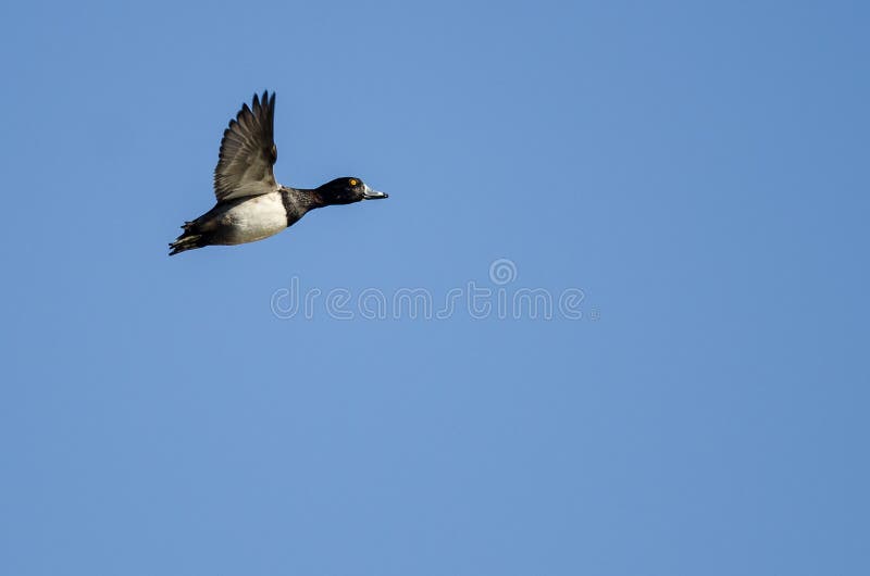 Ring-Necked Duck Flying in a Clear Blue Sky Stock Photo - Image of ...
