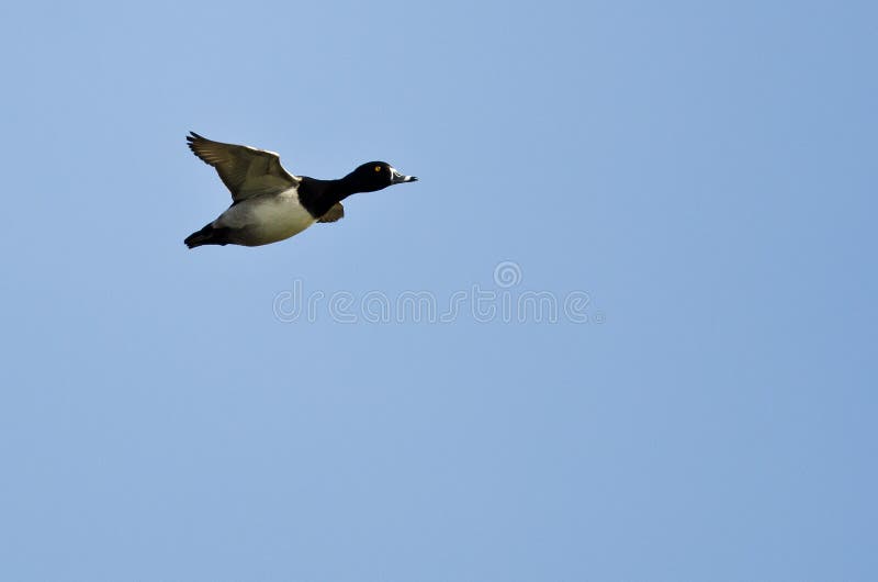 Ring-Necked Duck Flying in a Blue Sky Stock Photo - Image of waterfowl ...