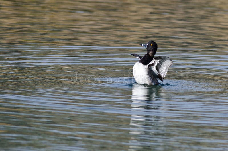 Ring-Necked Duck Stretching Its Wings while Resting on the Water Stock ...