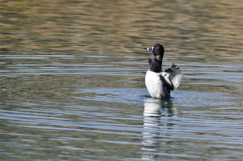 Ring-Necked Duck Stretching Its Wings while Resting on the Water Stock ...