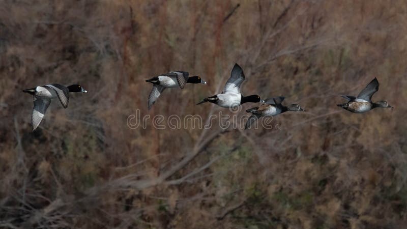 Ring Necked Ducks Aka Aythya Collaris, in Flight in Front of Muted Tree ...