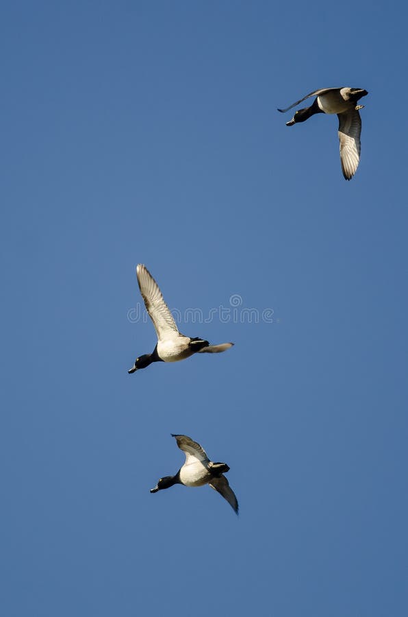 Ring-Necked Ducks Flying in a Blue Sky Stock Photo - Image of black ...