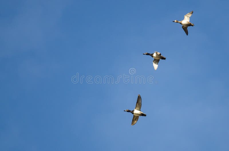Ring-Necked Ducks Flying in a Blue Sky Stock Photo - Image of duck ...