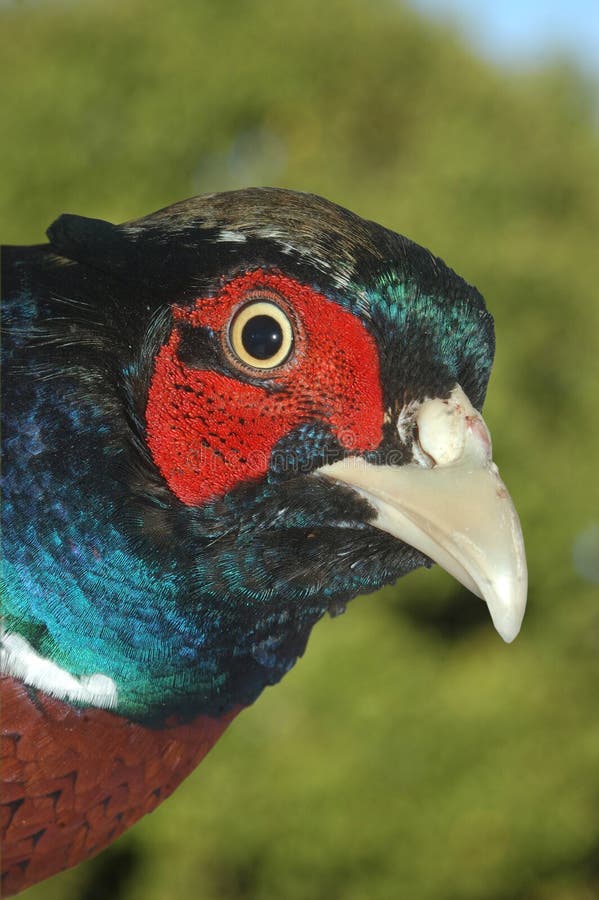 Een Ringnecked, of Een Roze Parkiet Die Door Een Zaadvoeder Wordt ...