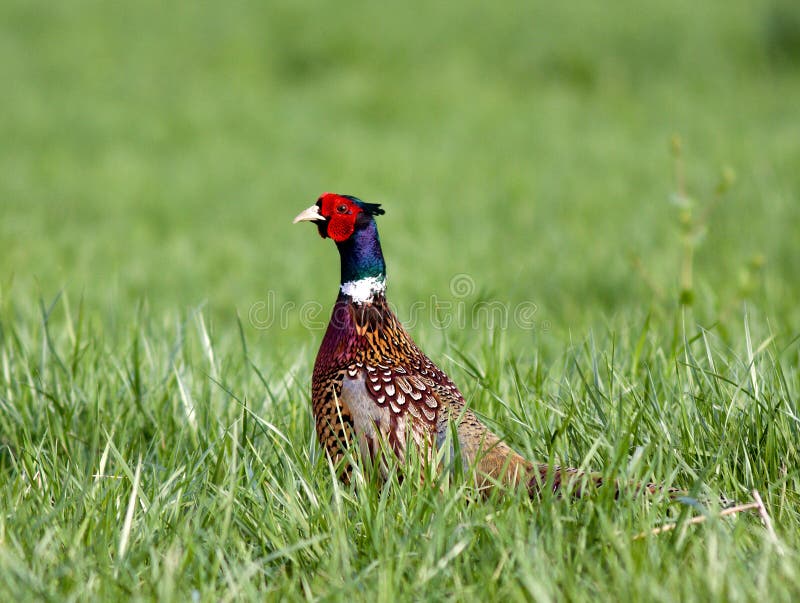 Mannelijke Fazant/colchicus Phasianus Stock Foto - Image of dieren ...