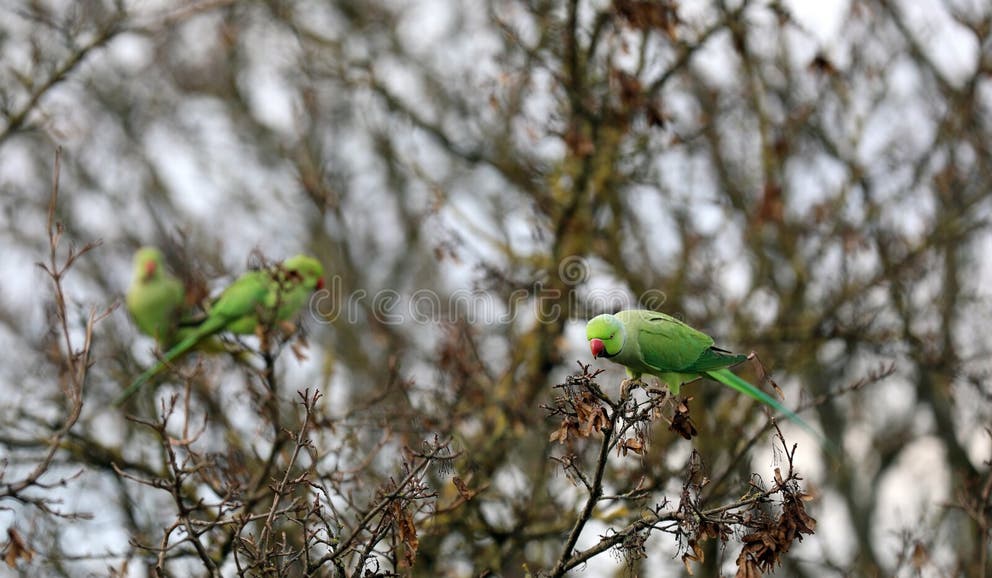 Ring-necked Parakeet Sitting in a Tree Stock Image - Image of ...