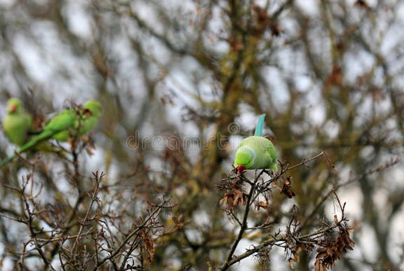 Ring-necked Parakeet Sitting in a Tree Stock Image - Image of feather ...