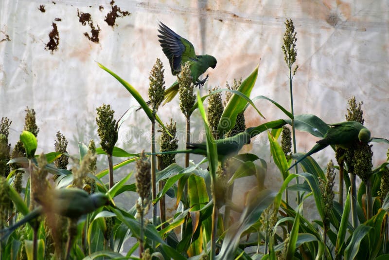The sharp wings and claws stock image. Image of necked - 109760667