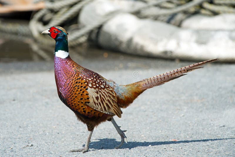 Ring-necked Pheasant stock photo. Image of bright, pheasant - 23984726