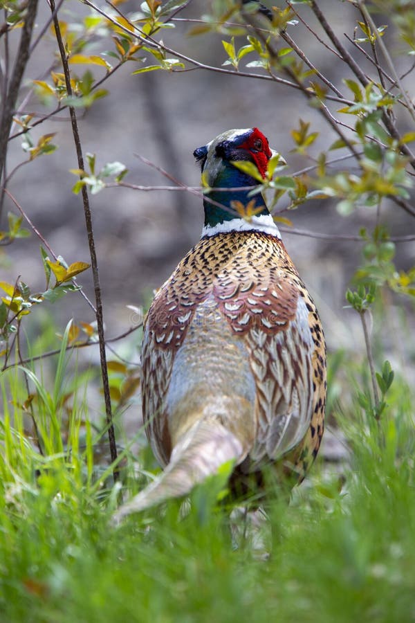 Ring Necked Pheasant stock image. Image of wild, field - 150151659