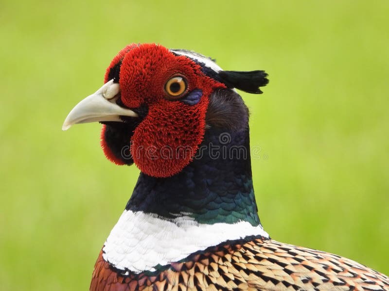 Ring-necked Pheasant Closeup Portrait Stock Image - Image of wild ...