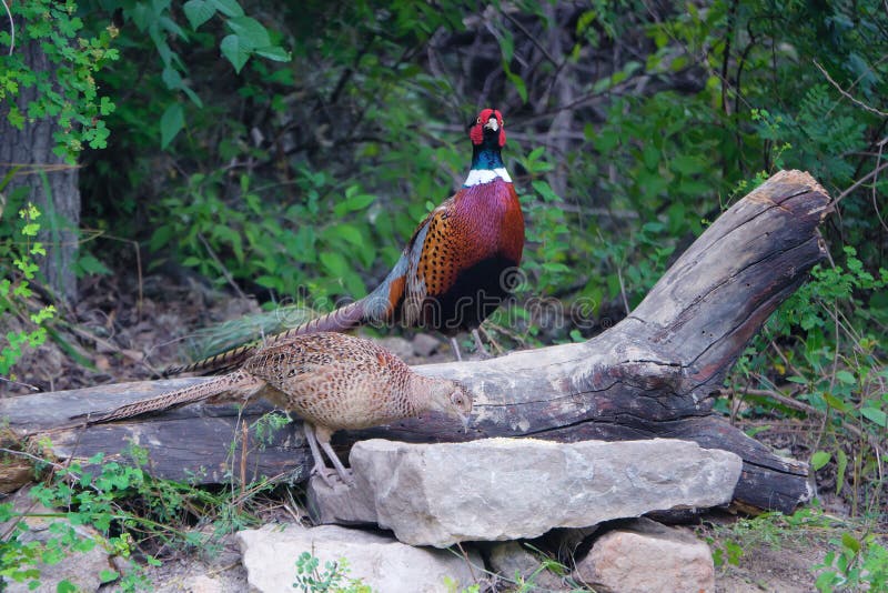 Common Pheasant stock photo. Image of life, galliformes - 42121652