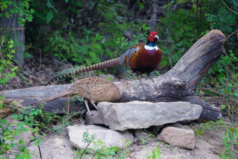 Ring-necked Pheasant stock photo. Image of birds, animals - 249291922