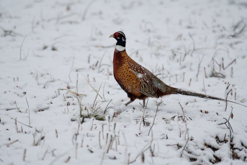 Ring-necked Pheasant Running in the Snow Stock Image - Image of winter ...