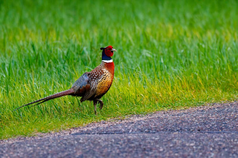 Ring-necked Pheasant Standing on the Edge of an Asphalt Road during ...