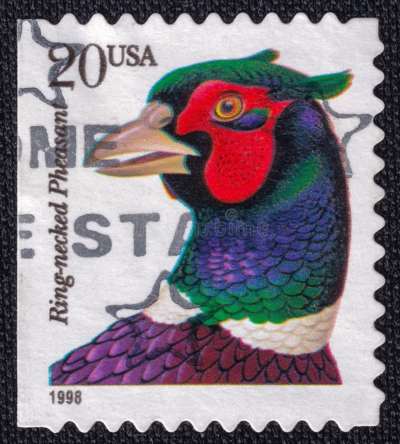 Ring-necked Pheasant on a 1999 USA Vintage Postage Stamp Editorial ...