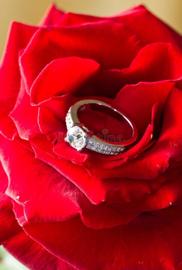 Ring with Diamonds in a Rose Stock Photo - Image of carat, gold: 19189382