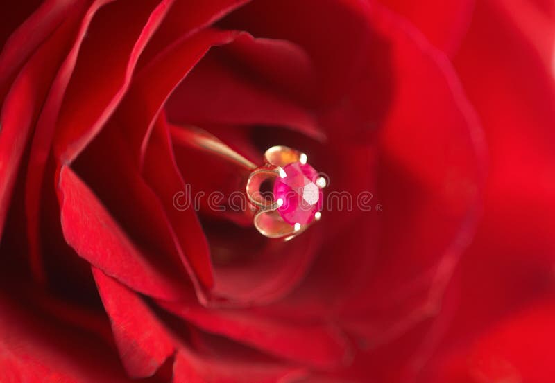 Ring with ruby in red rose stock image. Image of ring - 17682799