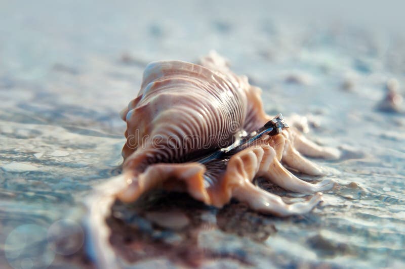 Ring on sea shell stock image. Image of couple, diamond - 48771861