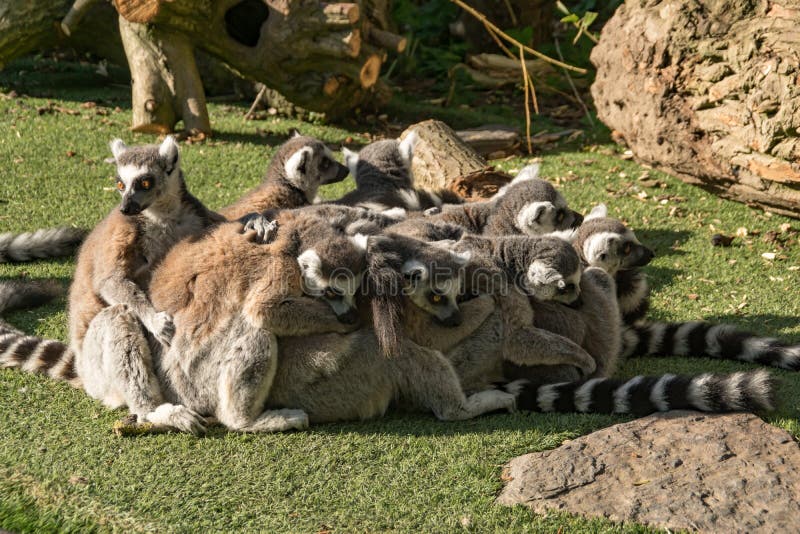 Ring tail lemur stock photo. Image of madagascar, mammal - 261378406