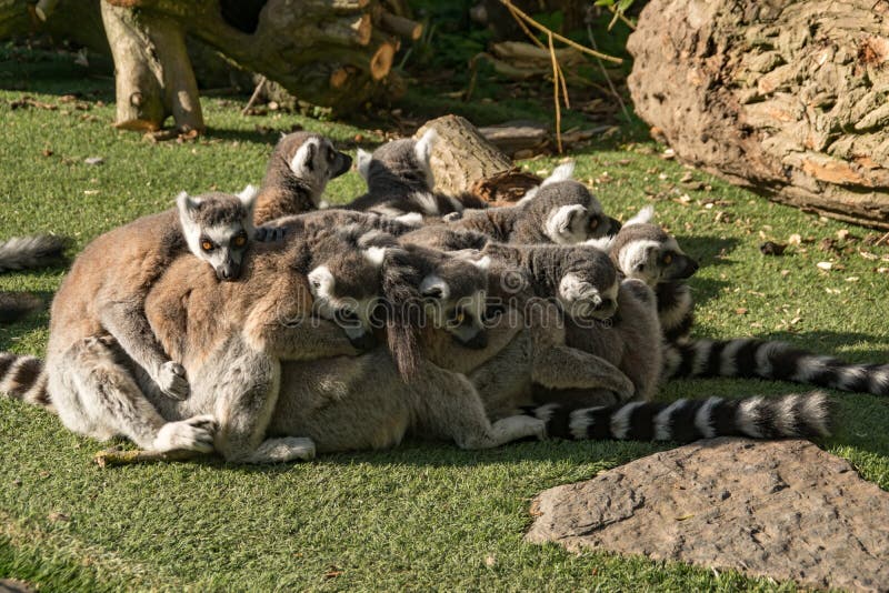 Ring tail lemur stock image. Image of catta, group, maki - 261378419