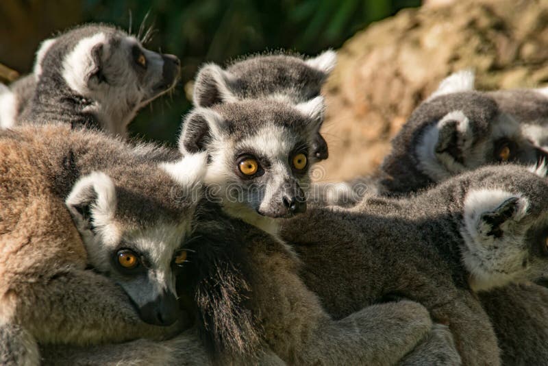 Ring tail lemur stock photo. Image of primate, catta - 261378600