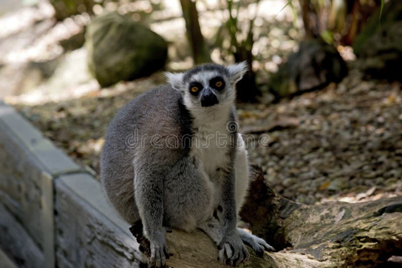The Ring Tail Lemur is Resting Stock Photo - Image of resting, whiskers ...