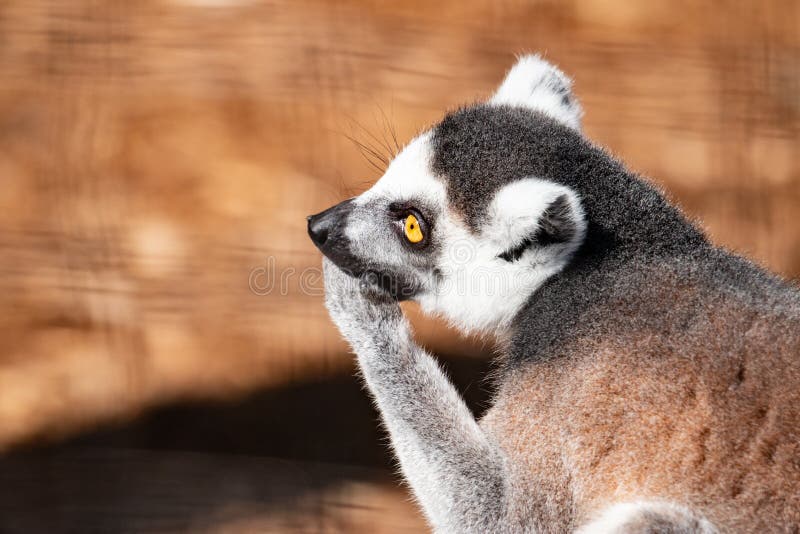 Ring Tail Lemur. this is a Side View of a Ring Tail Lemur on a Tree ...