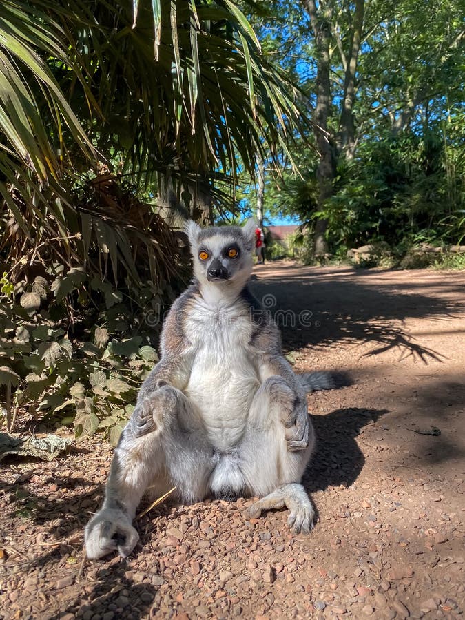 Ring tail lemur stock photo. Image of wild, belly, bathing - 302915344