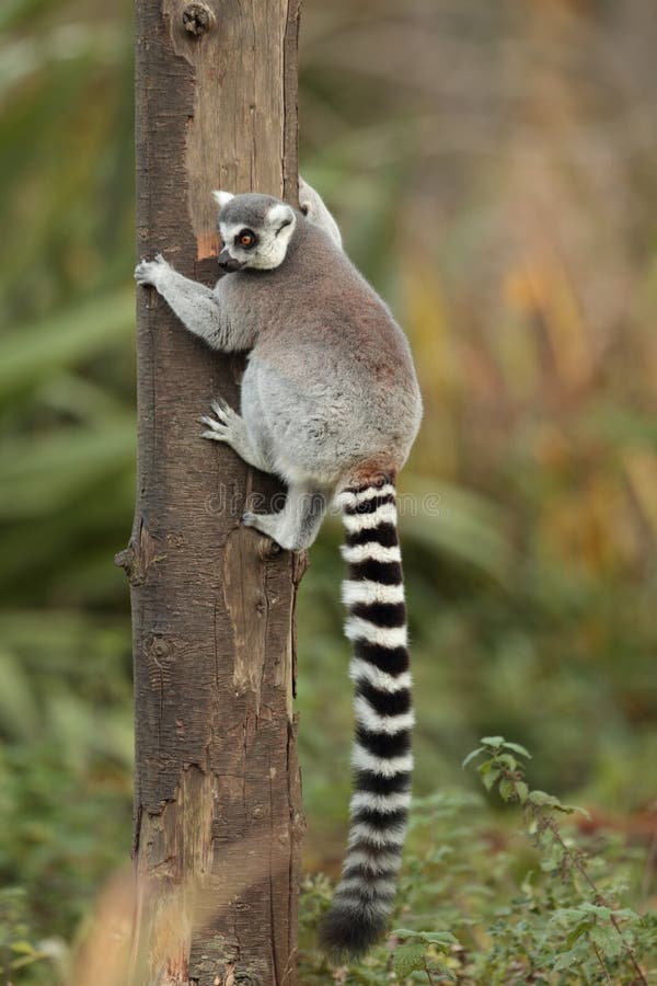 Ring-tail lemur. stock image. Image of lemur, ringtail - 35785401