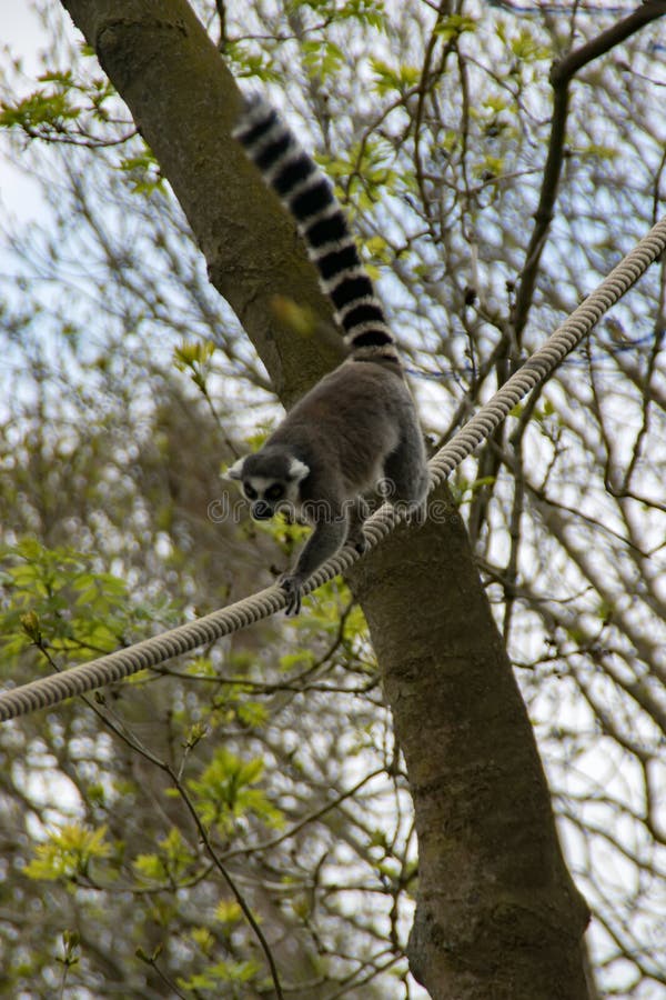 Ring tail lemur stock photo. Image of life, monkey, primate - 261378628