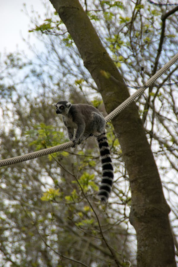 Ring tail lemur stock image. Image of madagascar, balance - 261378629