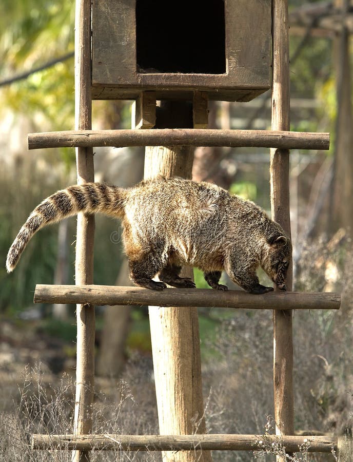 Ring-tailed Coati stock image. Image of ladder, hunter - 23689853