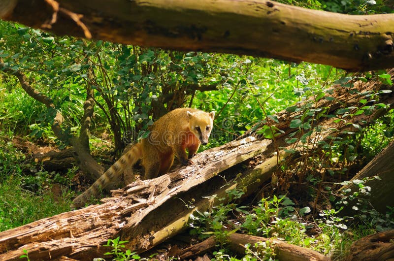 Coati Climbing Down a Palm Tree Stock Image - Image of nose, animal ...