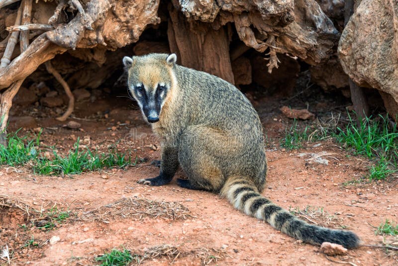 Ring-tailed Coati stockfoto. Bild von zweige, zoologisch - 80128270