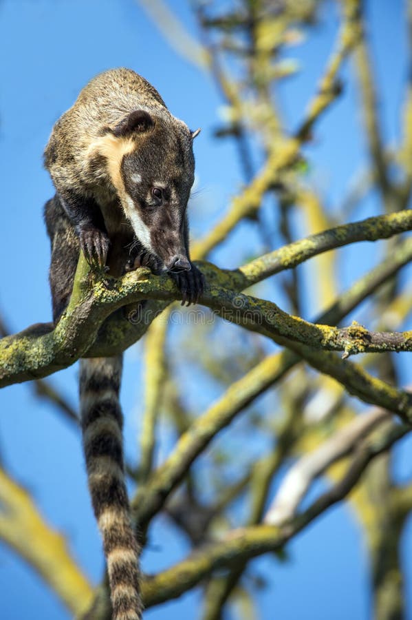 Ring Tailed Coati stock photo. Image of ring, creature - 40571554