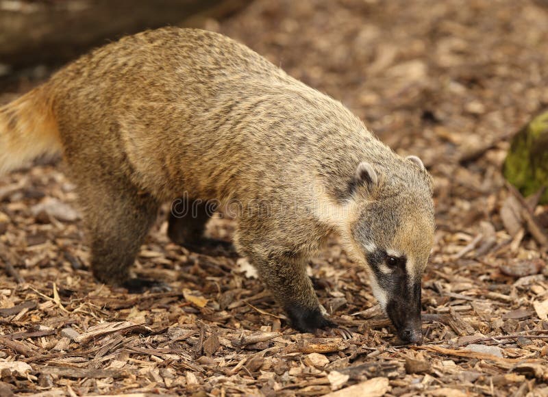 Ring-Tailed Coati stock photo. Image of detail, snout - 71764570