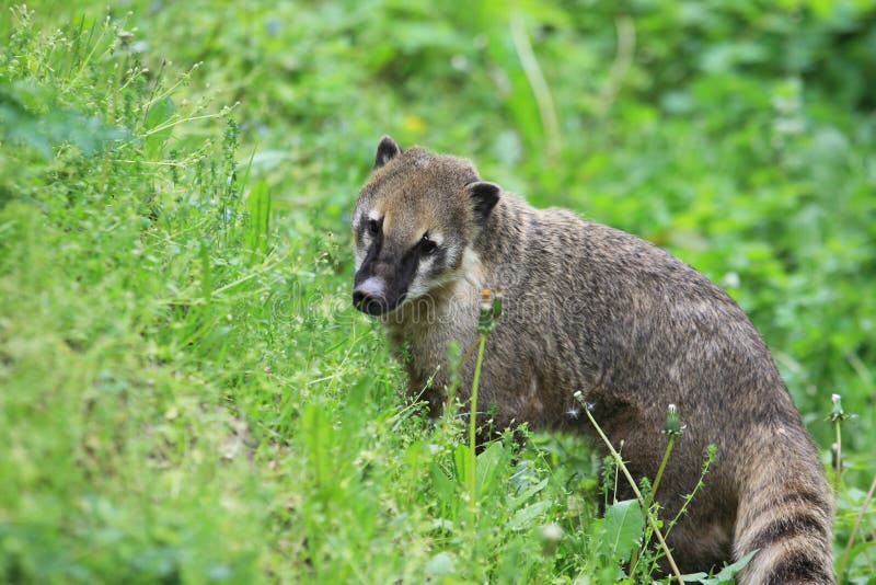 Coati stock photo. Image of crackoon, mammal, raccoon - 19748620