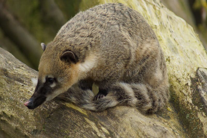 Ring-tailed Coati - Nasua Nasua Stock Image - Image of cute, ringtailed ...